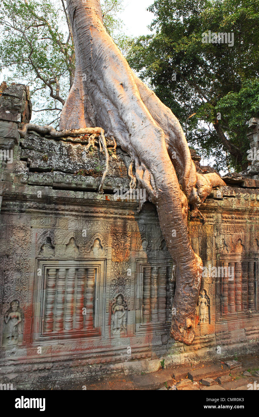 Tree growing amongst ruins of Banteay Kdei in the ancient Angkor ...