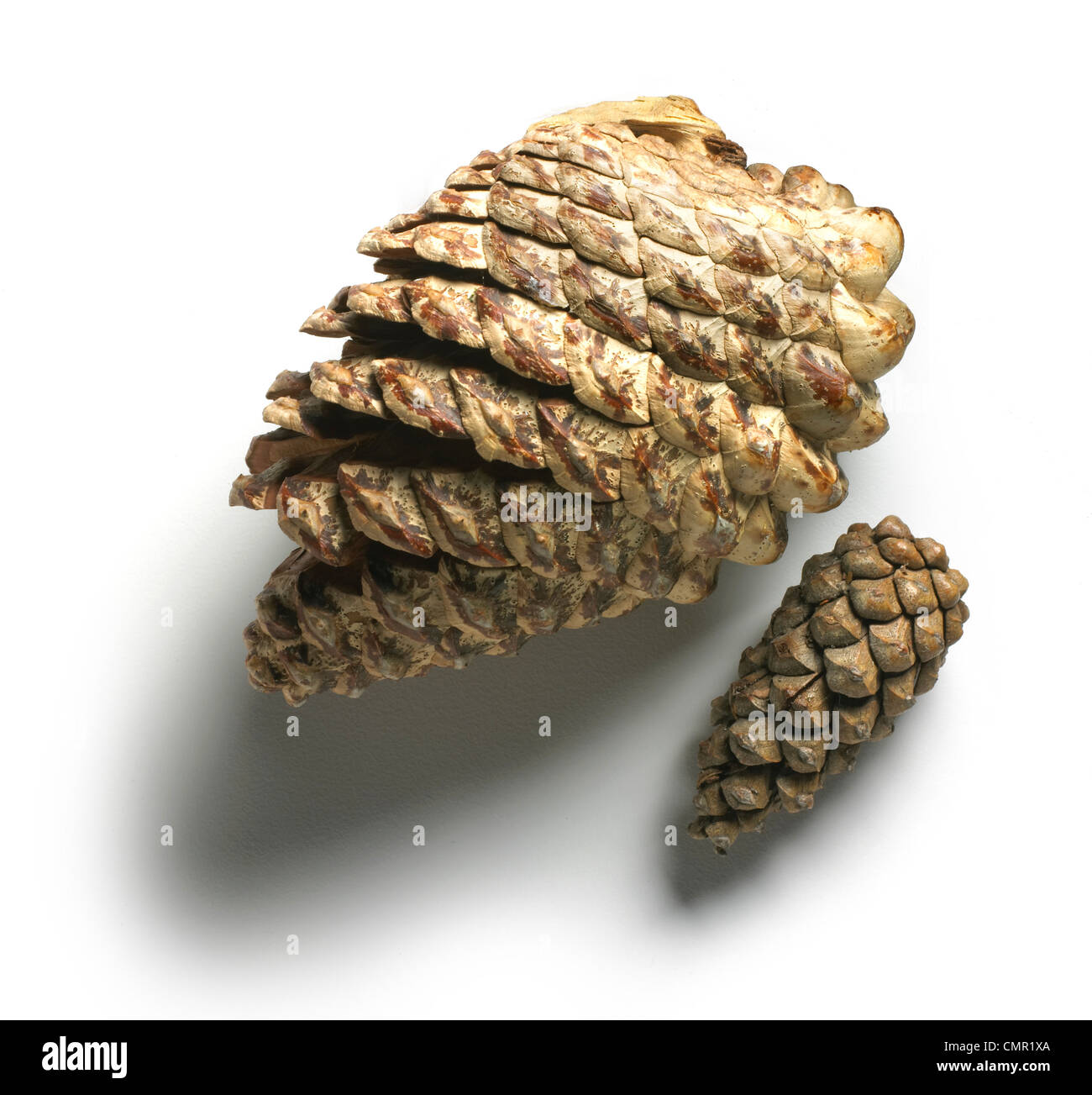 Aerial pine tree Cut Out Stock Images & Pictures - Alamy