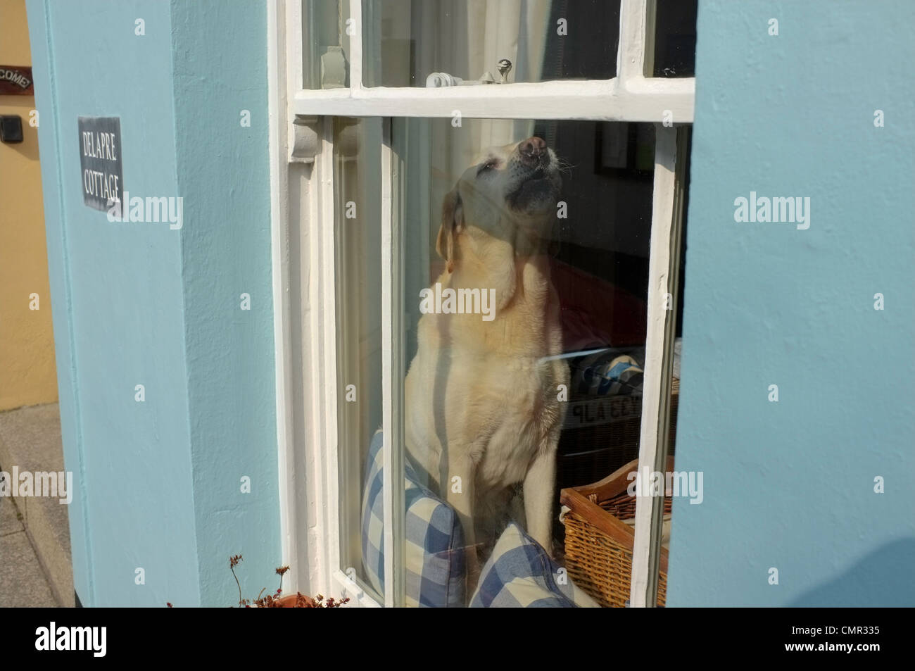 Dog barking window hi-res stock photography and images - Alamy