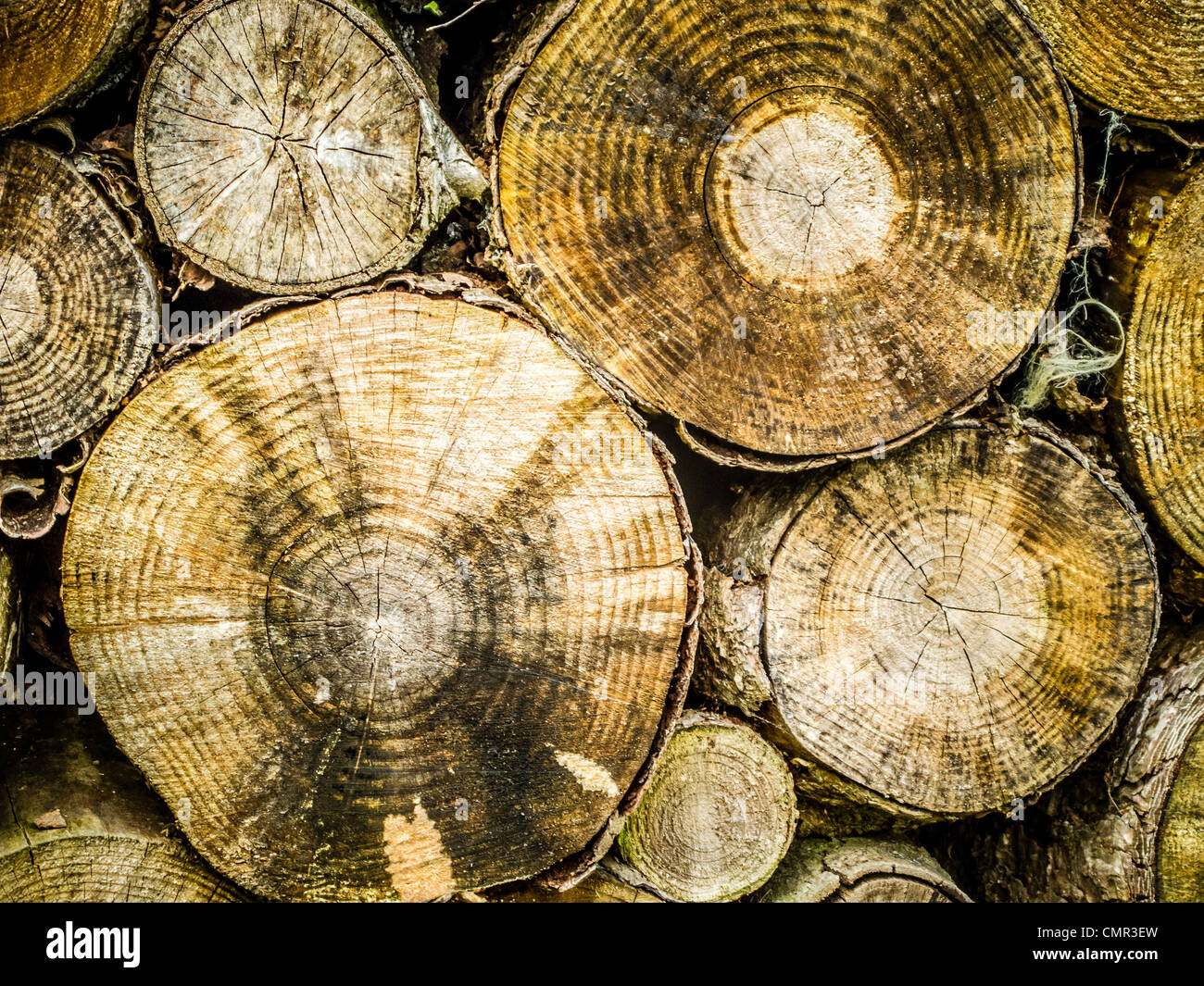 Cut logs end on Stock Photo - Alamy