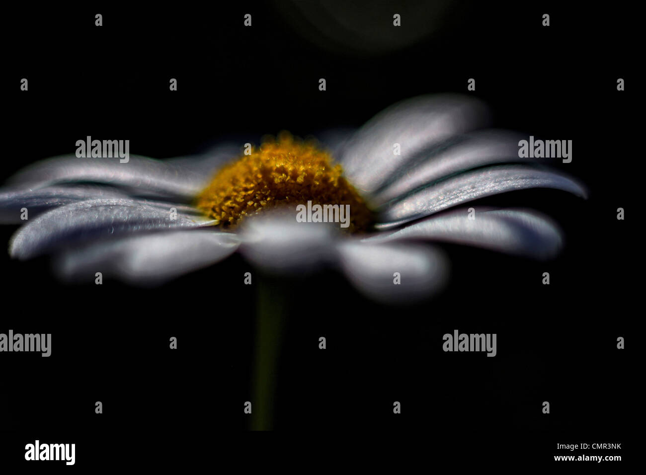 Yellow daisy side view hi-res stock photography and images - Alamy