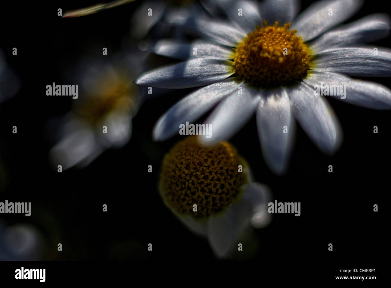 Two Daisy flowers Stock Photo - Alamy