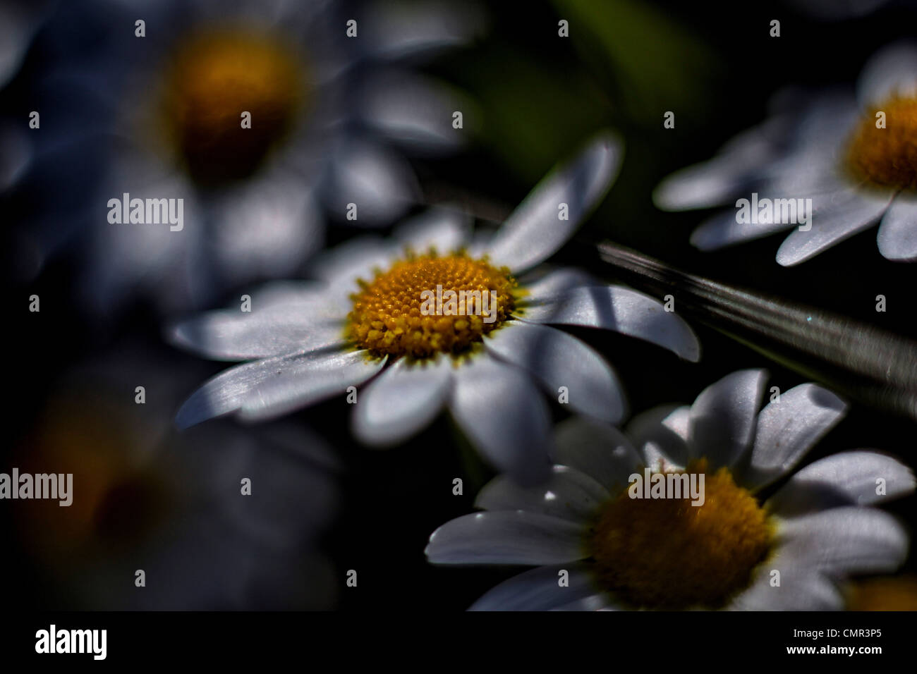 Set of three Daisy flowers Stock Photo - Alamy