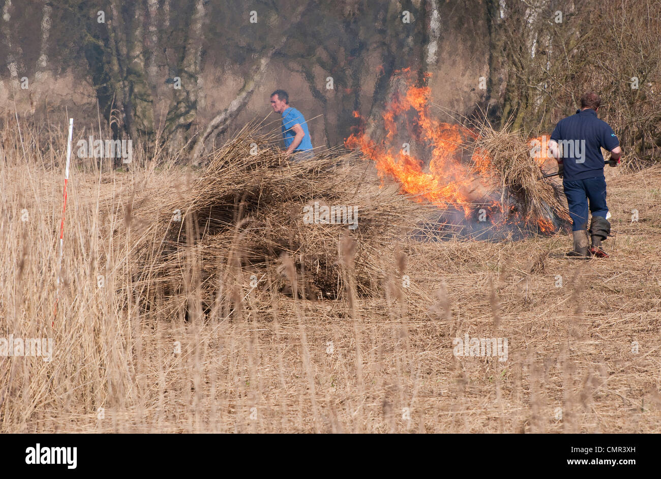 burning reeds, countryside management, norfolk broads, england Stock ...