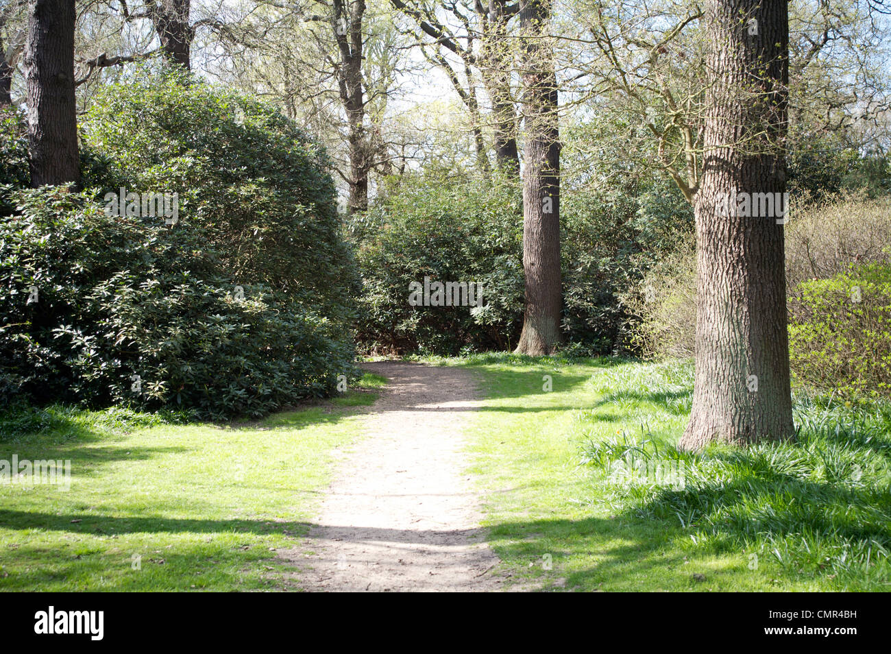 path through the trees Stock Photo - Alamy