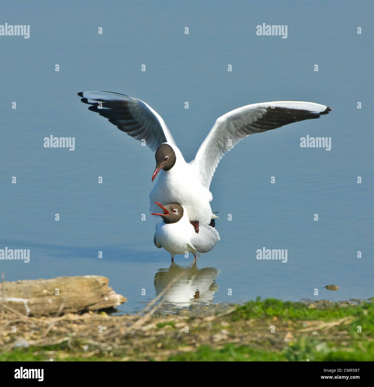Mating seagulls hi-res stock photography and images - Alamy