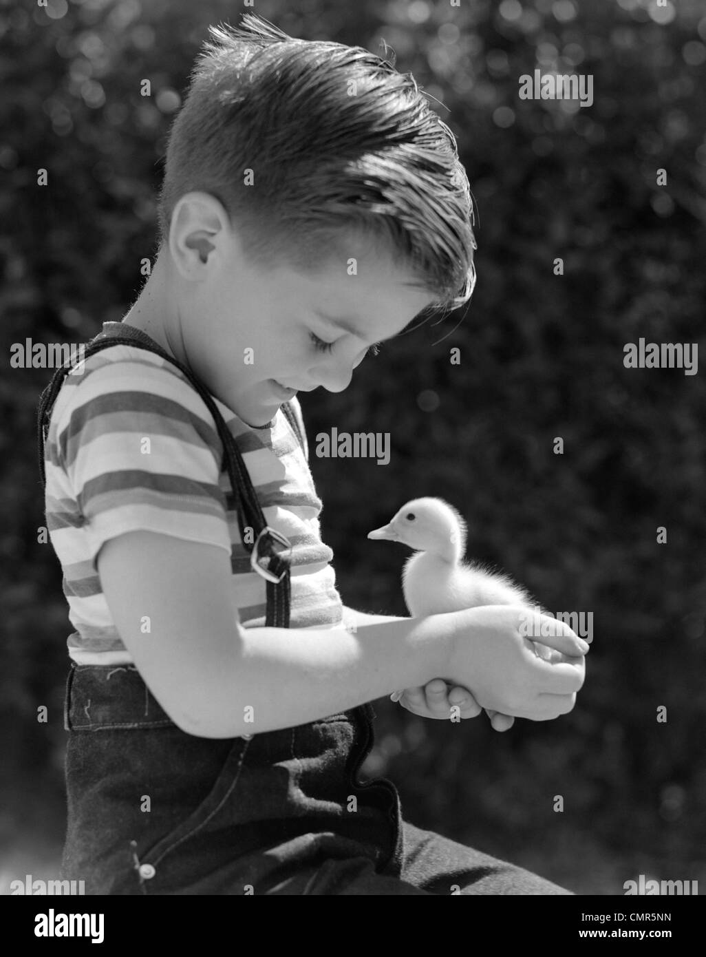Juvenile ducks Black and White Stock Photos & Images - Alamy