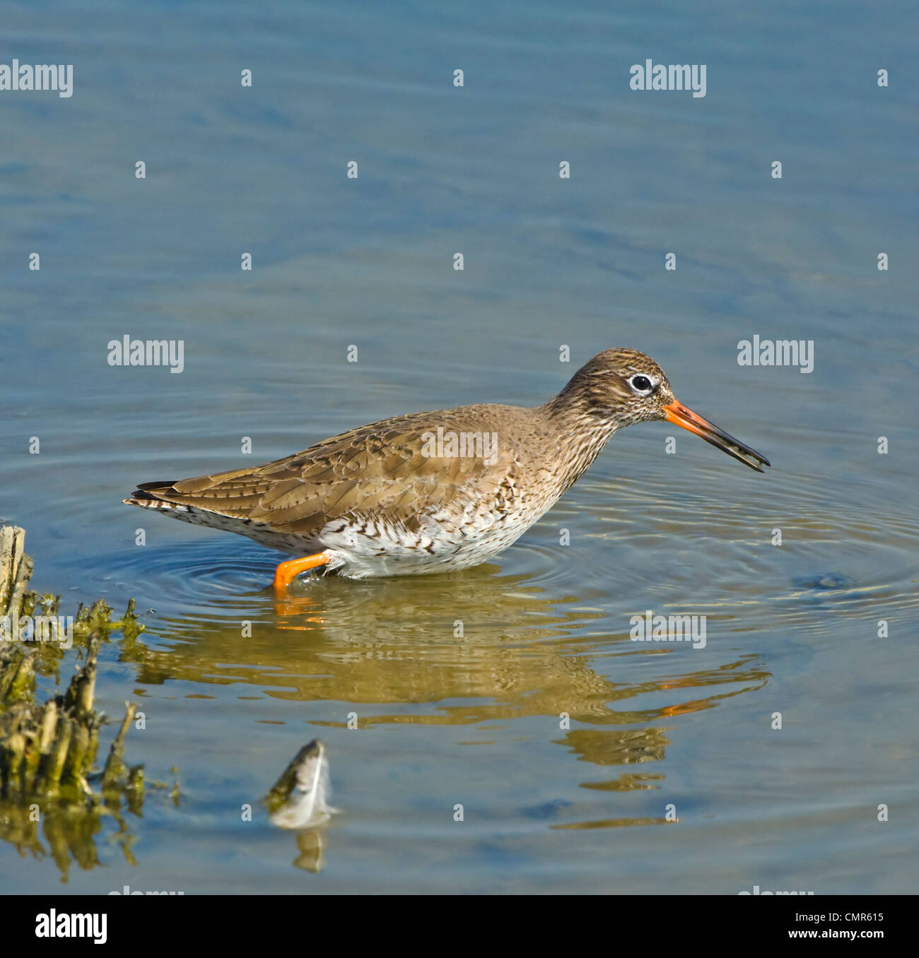 Waders of britain hi-res stock photography and images - Alamy