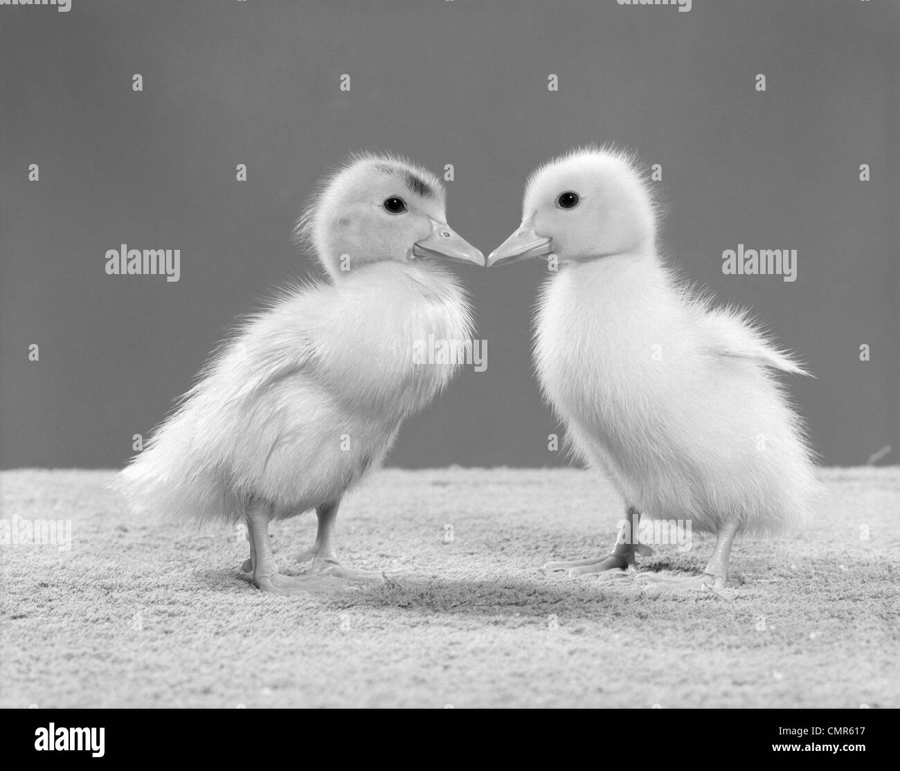 Standing 1950s Black and White Stock Photos & Images - Alamy