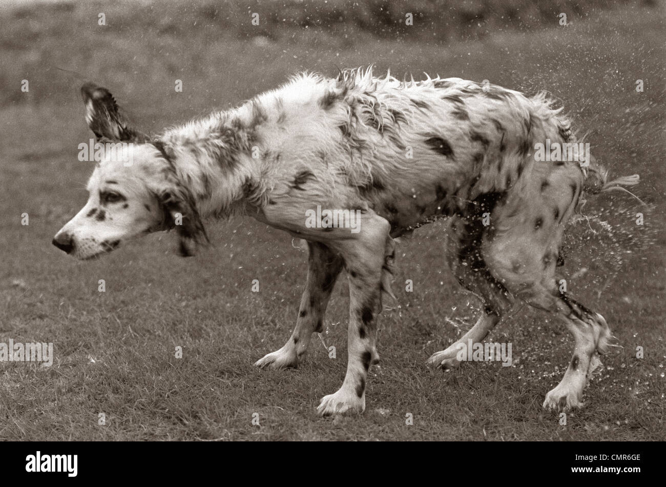 1970s ENGLISH SETTER ALL WET AFTER BATH SHAKING WATER OFF Stock Photo ...