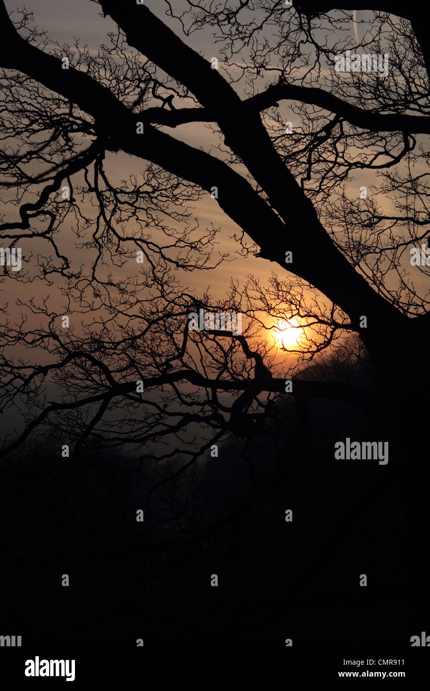Sunset and tree silhouette Stock Photo - Alamy