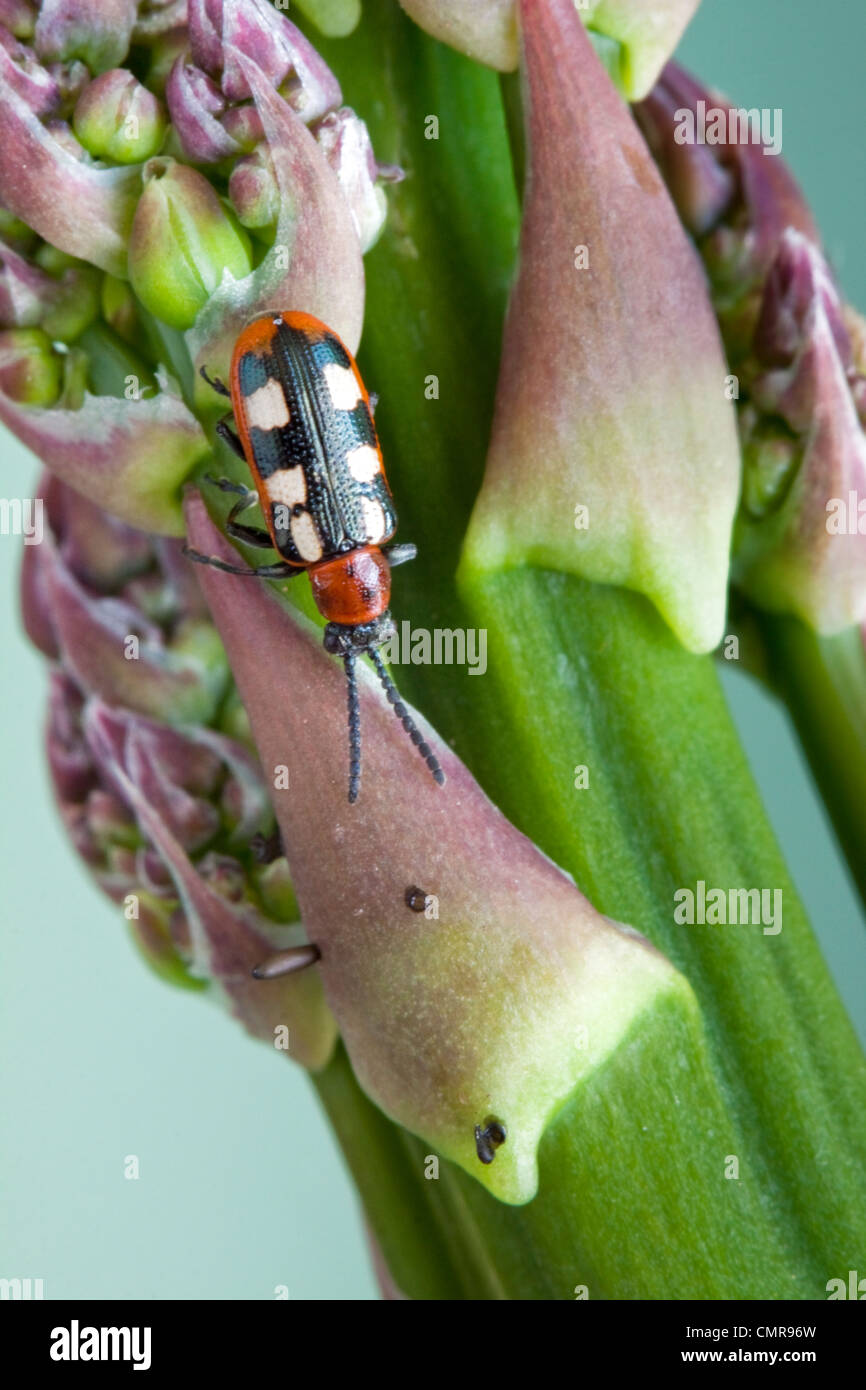 Asparagus Beetle Stock Photos & Asparagus Beetle Stock Images - Alamy