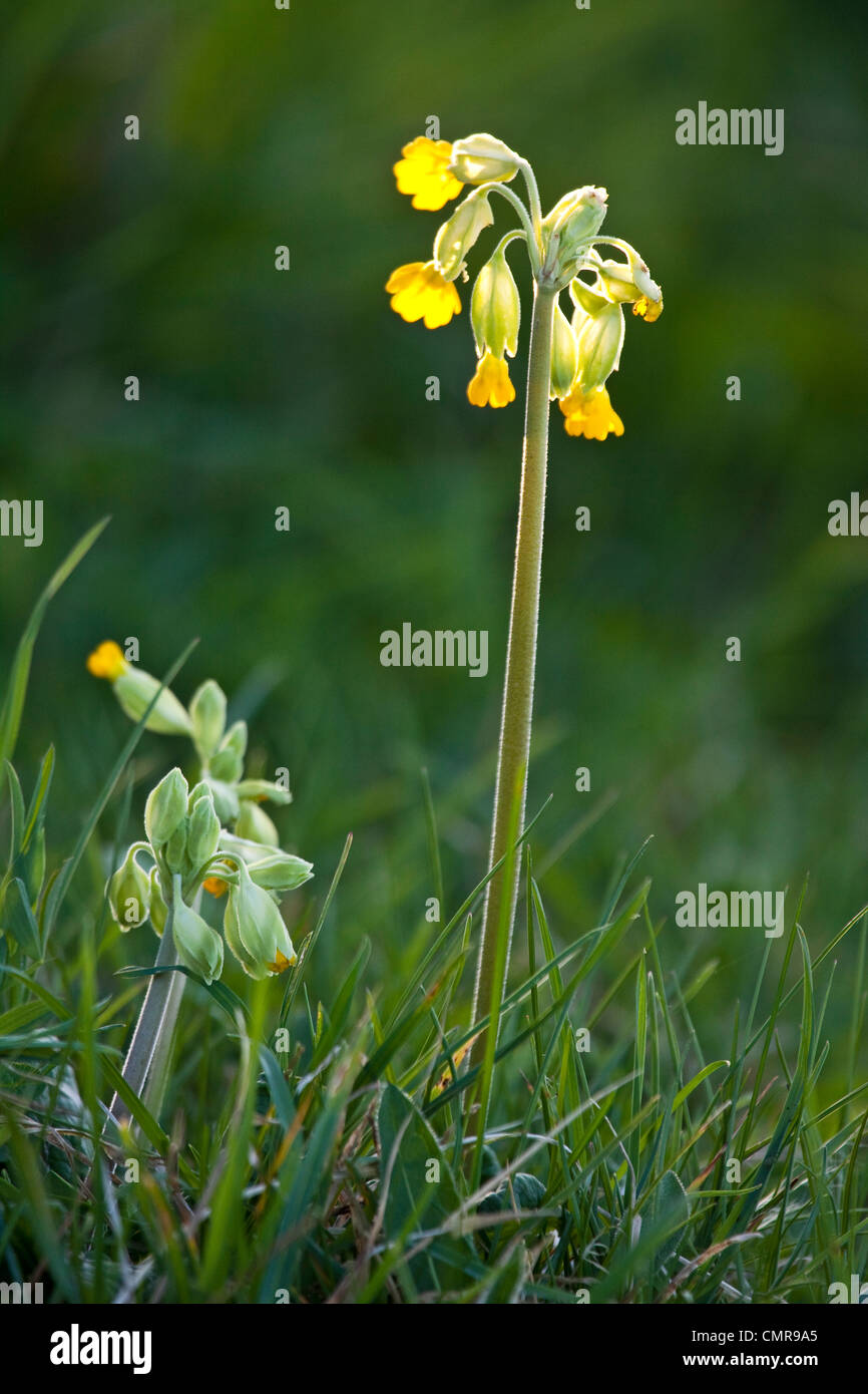 A cowslip flower in evening sunlight Stock Photo - Alamy