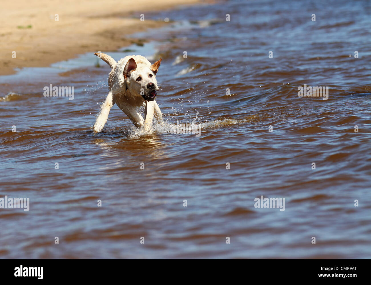 Excited young labrador retriever jumping and running in water Stock ...