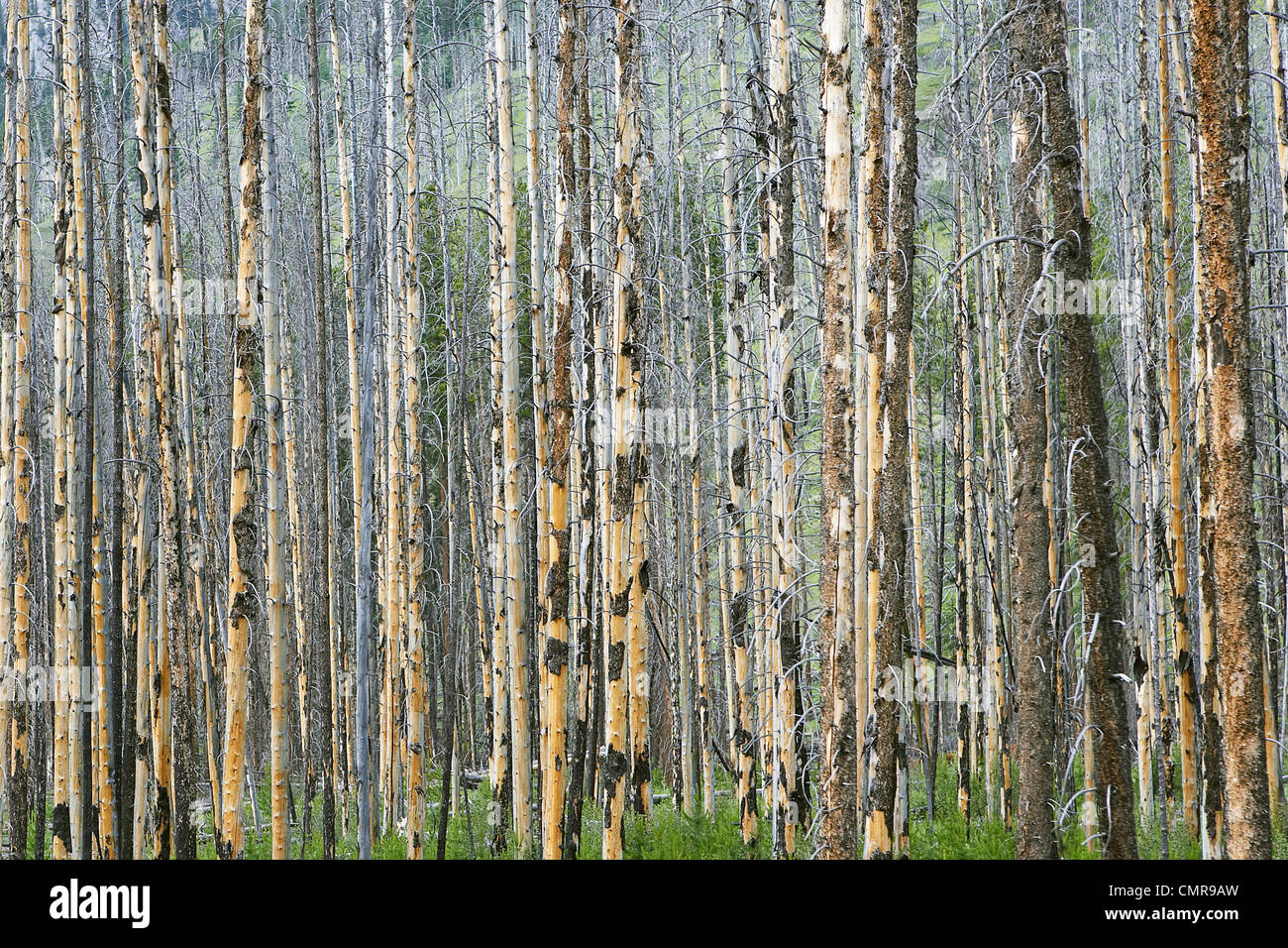 Trees in Banff, Alberta Stock Photo - Alamy