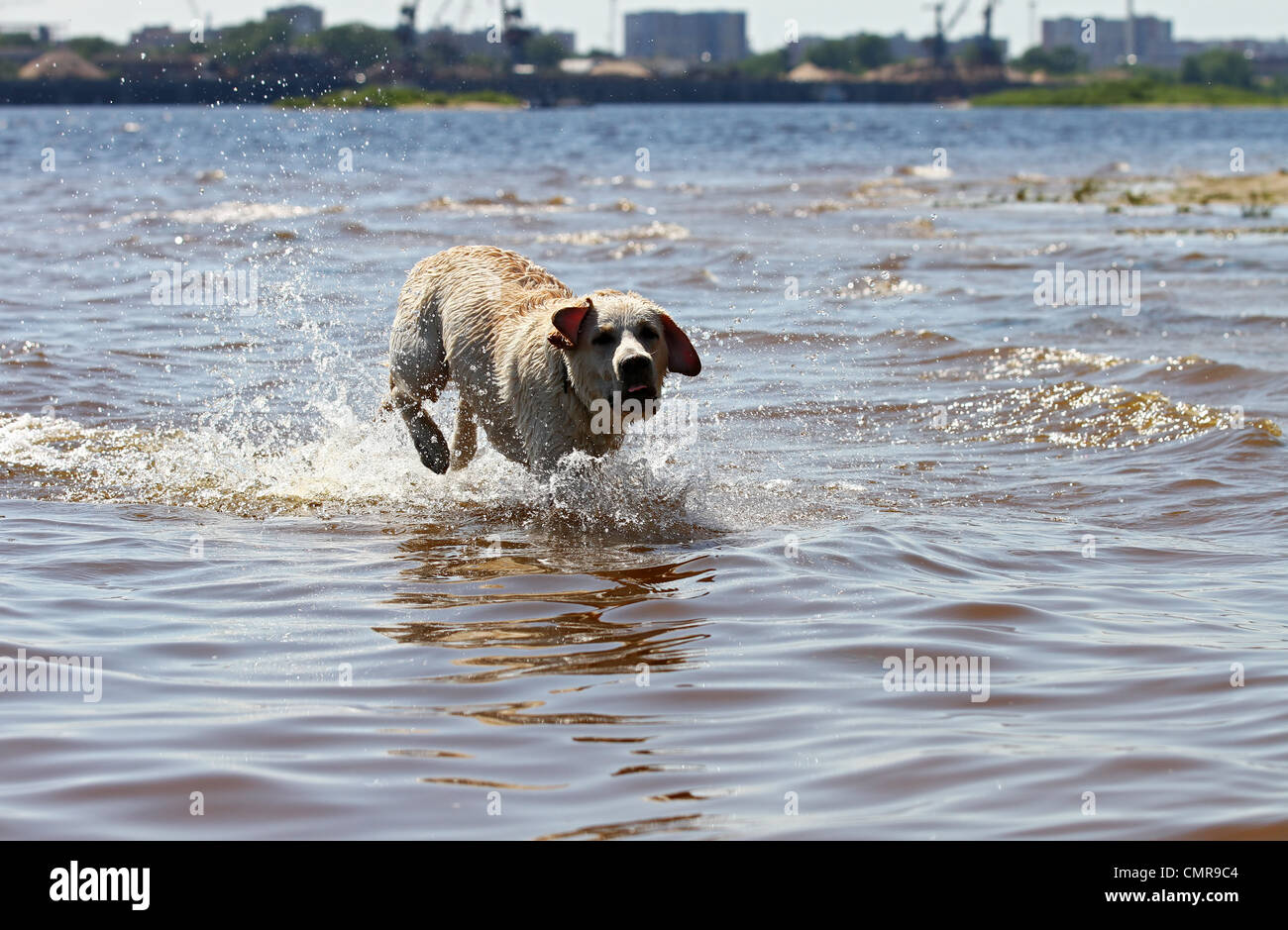 Labrador retriever running and splashing in water on summer day Stock ...