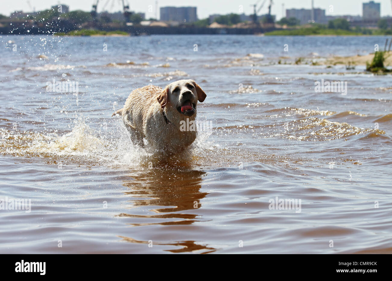 Happy labrador retriever running and splashing in water Stock Photo - Alamy