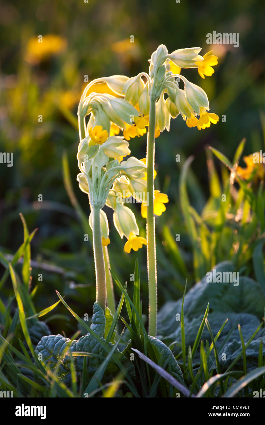 Cowslip hi-res stock photography and images - Alamy