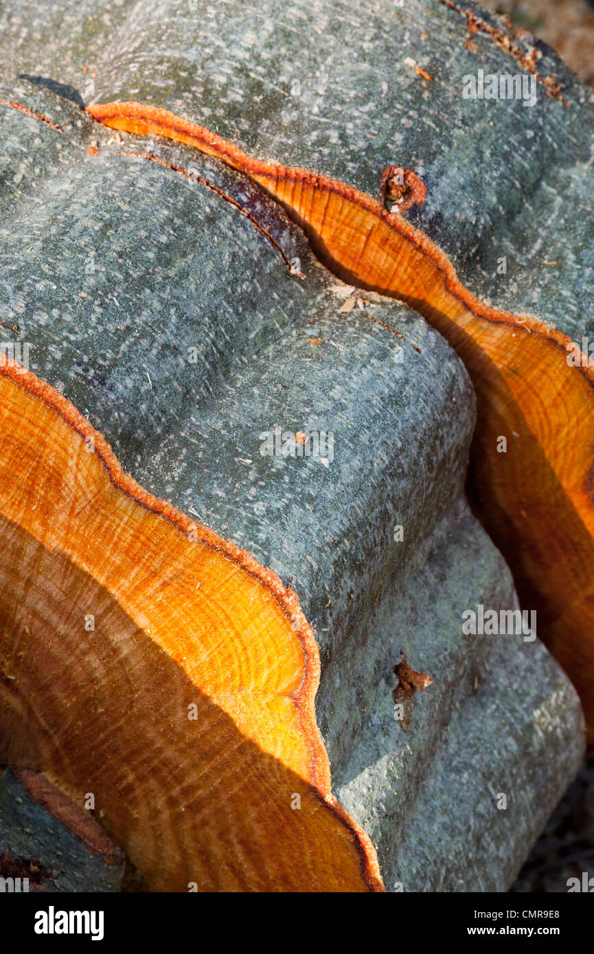cut trees trunks left in an english woodland Stock Photo - Alamy