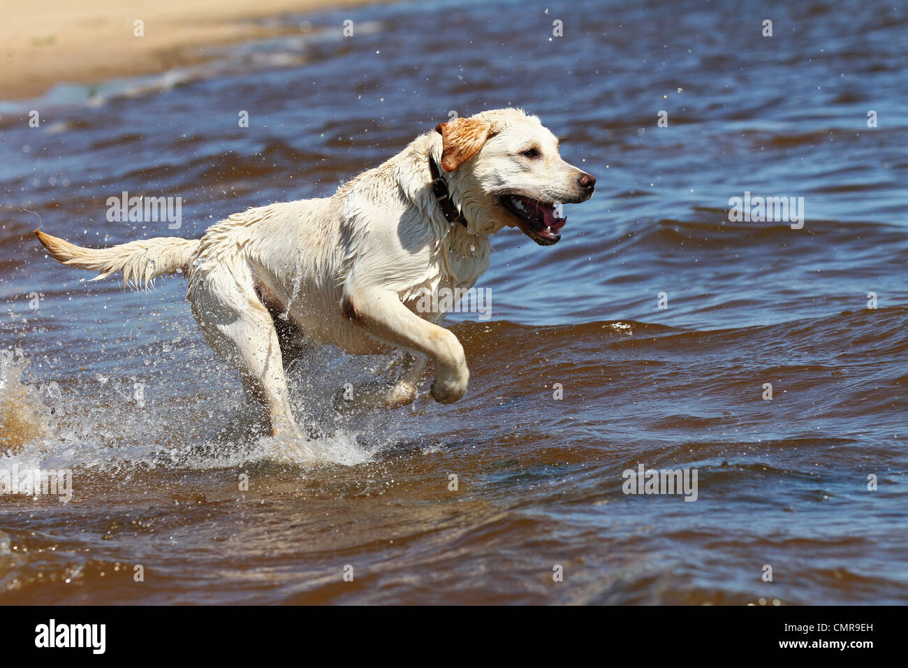 Happy labrador retriever running and splashing in water Stock Photo - Alamy