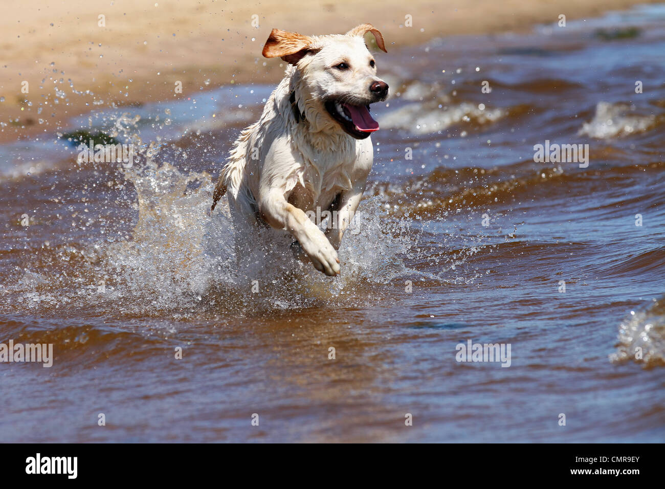 Labrador retriever running hi-res stock photography and images - Alamy