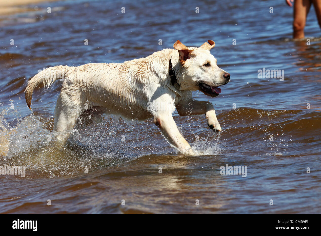 Happy labrador retriever running and splashing in water Stock Photo - Alamy
