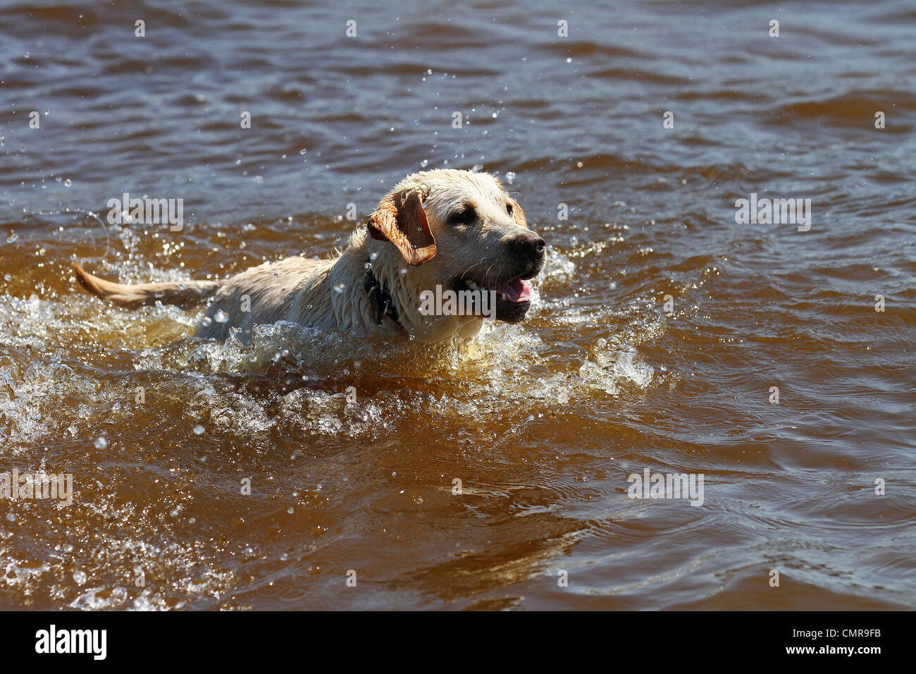 Happy labrador retriever swimming and making splashes Stock Photo - Alamy