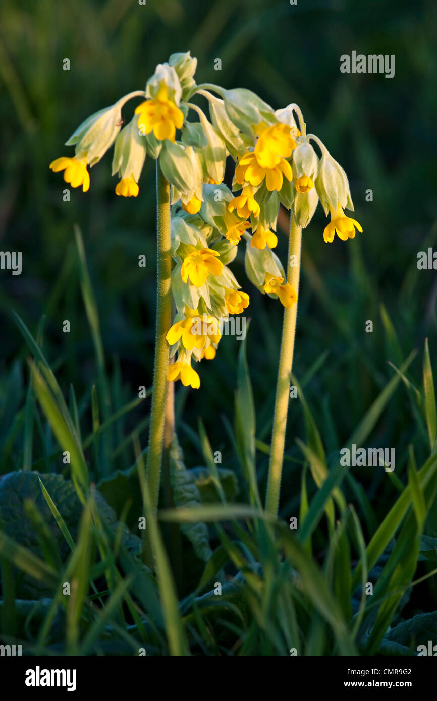 Cowslip hi-res stock photography and images - Alamy