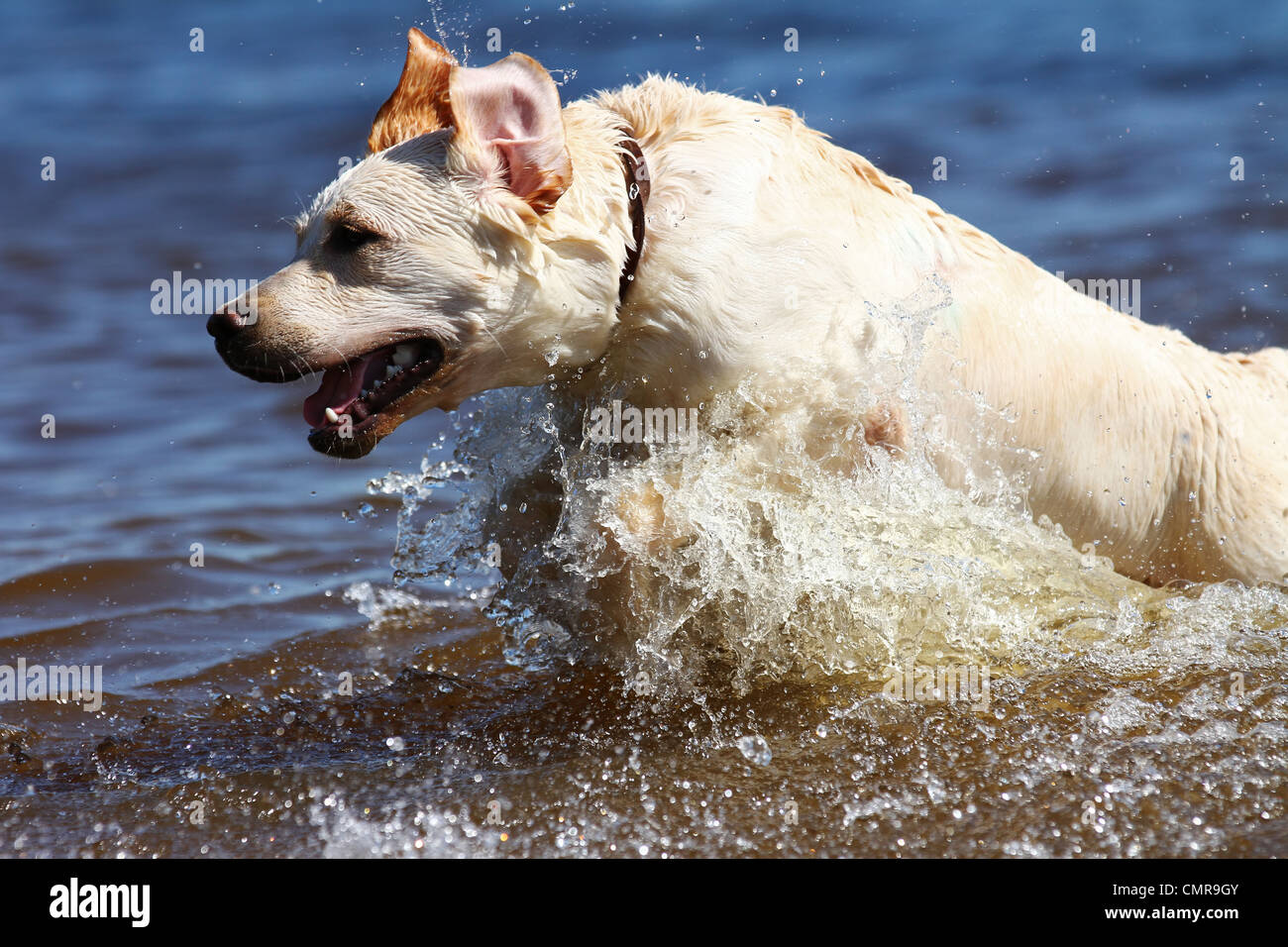 Excited young labrador retriever jumping out of water Stock Photo - Alamy
