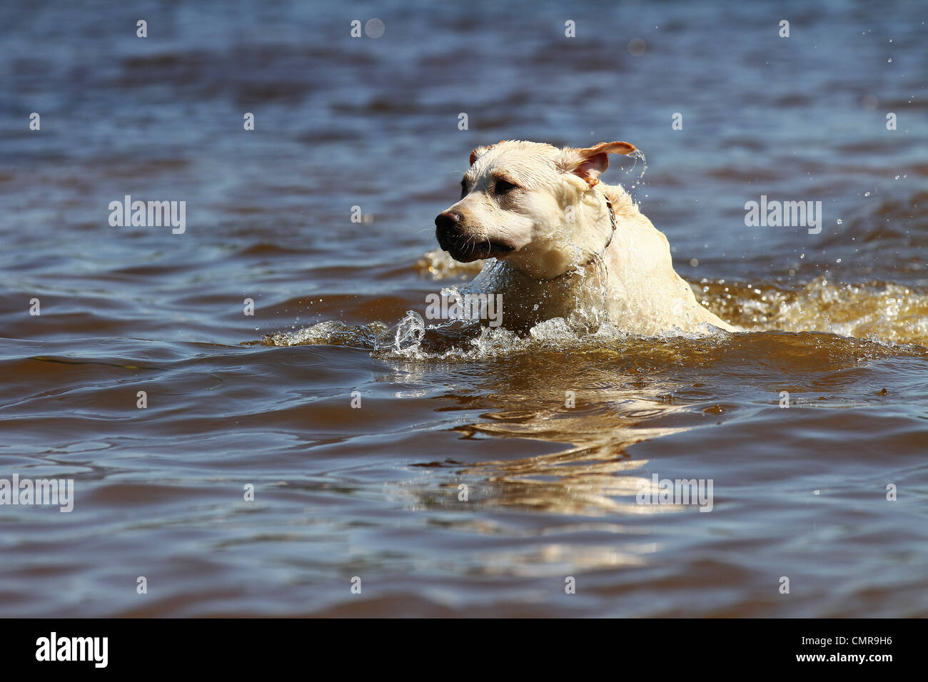 Happy labrador retriever swimming in the river Stock Photo - Alamy
