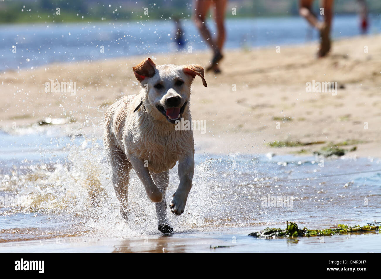 Happy labrador retriever running and splashing in water at the beach ...