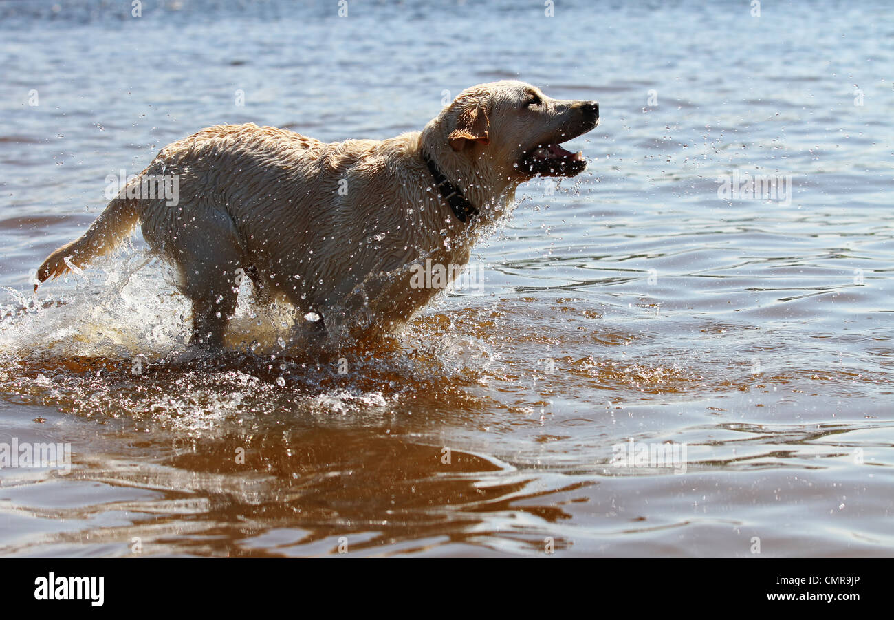 Happy labrador retriever running and splashing in water Stock Photo - Alamy