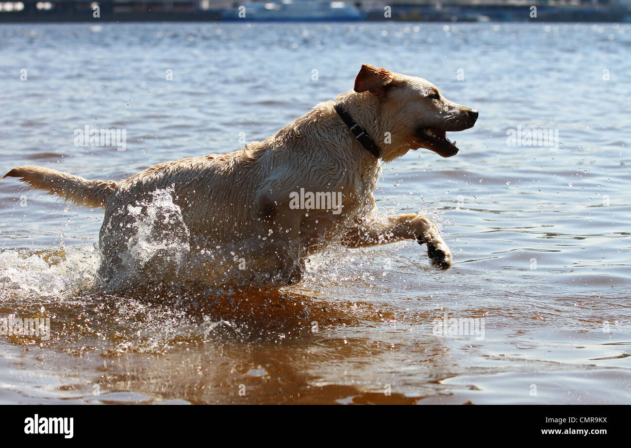 Happy labrador retriever running and splashing in water Stock Photo - Alamy