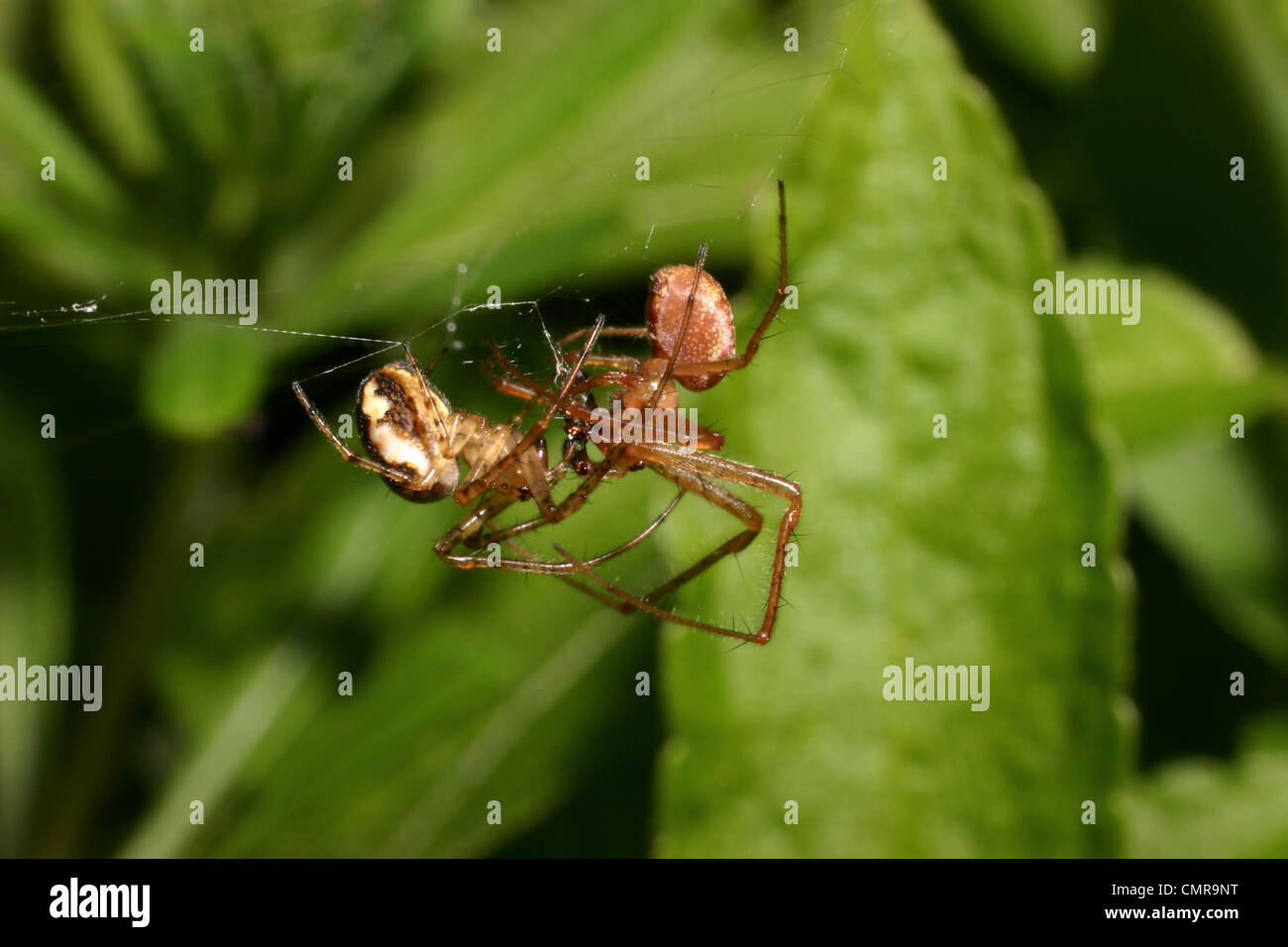 Male Corpse High Resolution Stock Photography and Images - Alamy