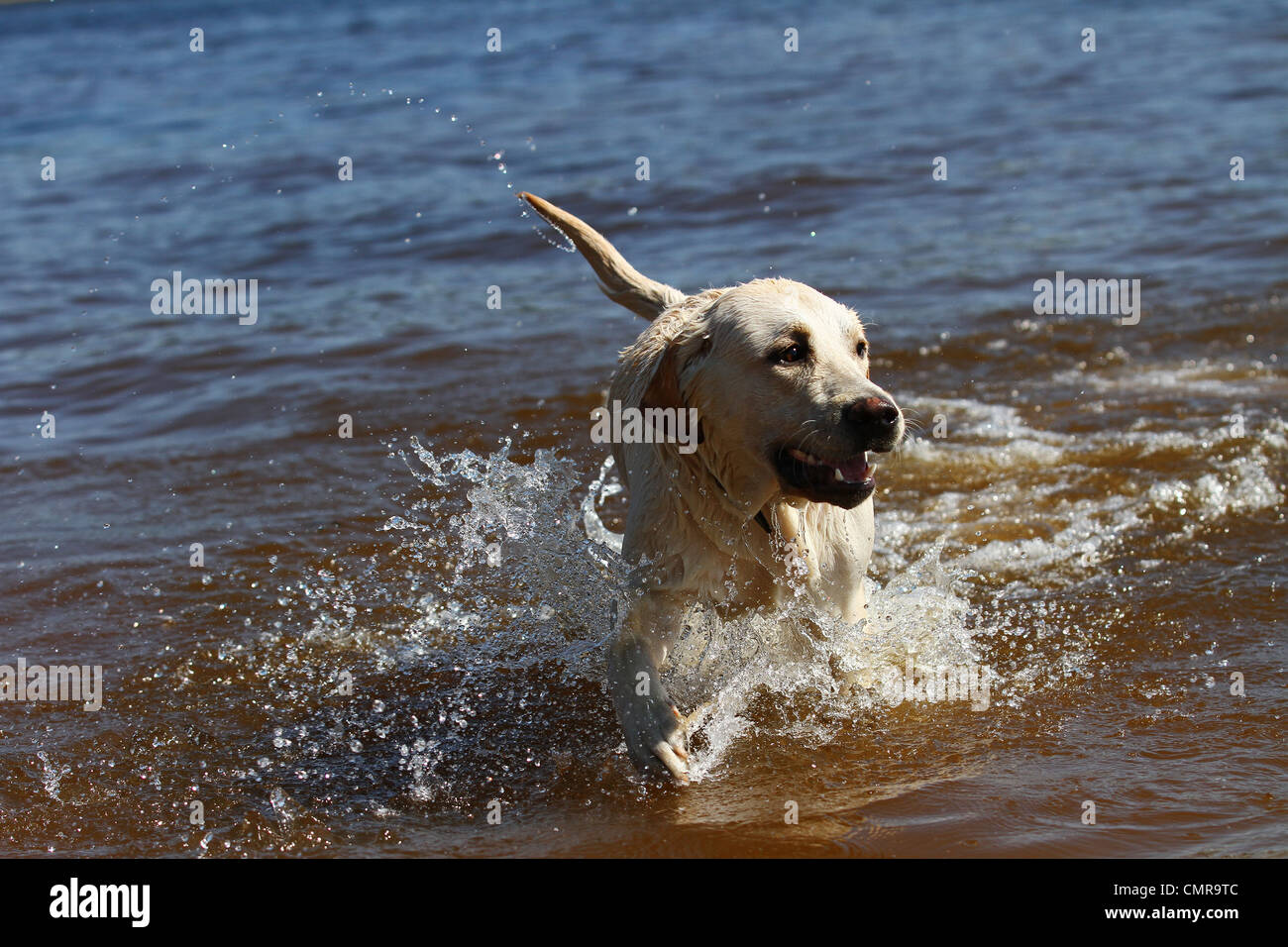Happy labrador retriever running and splashing in water Stock Photo - Alamy