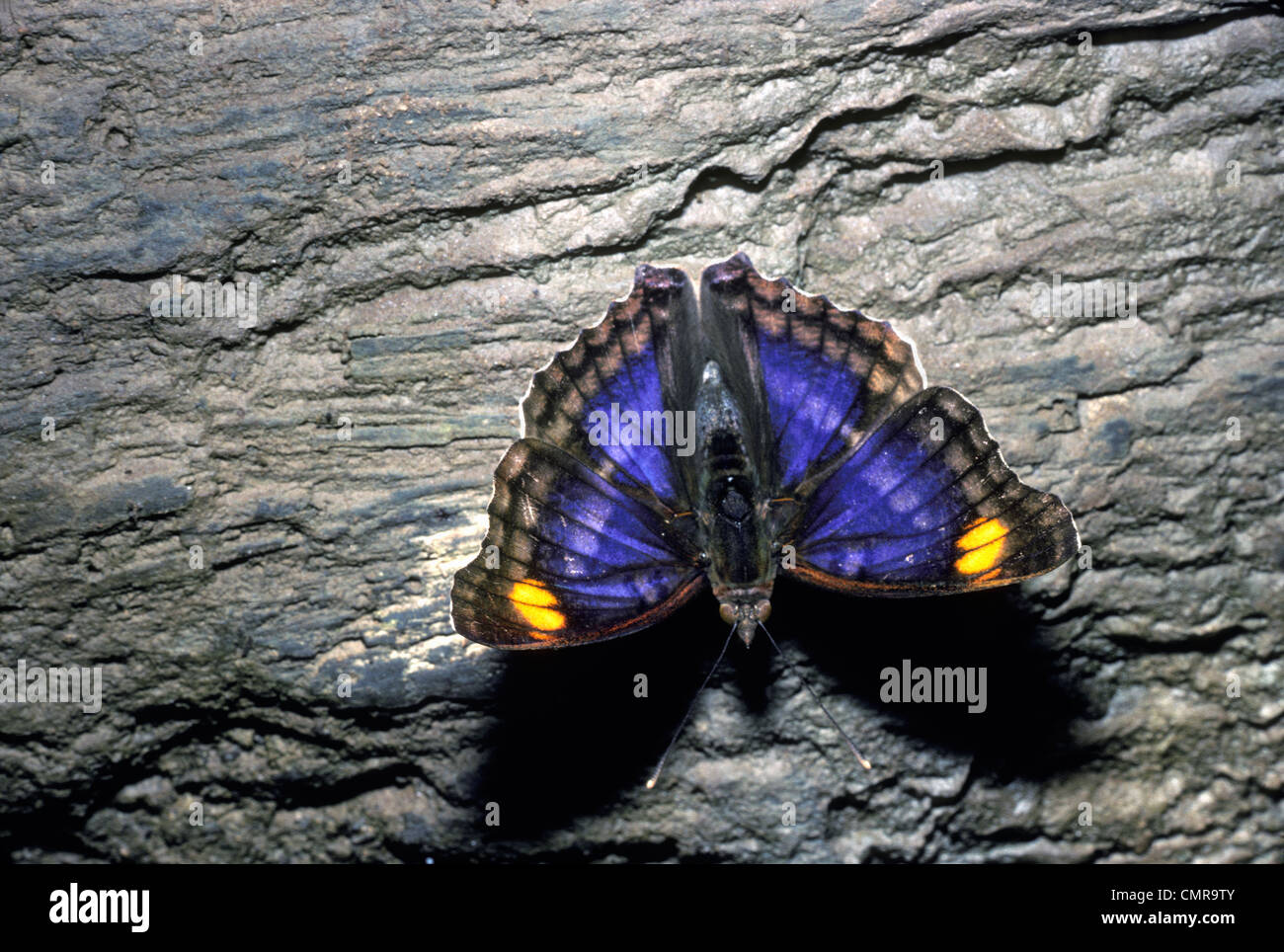 Pavon emperor butterfly (Doxocopa pavon pavon: Nymphalidae) in ...