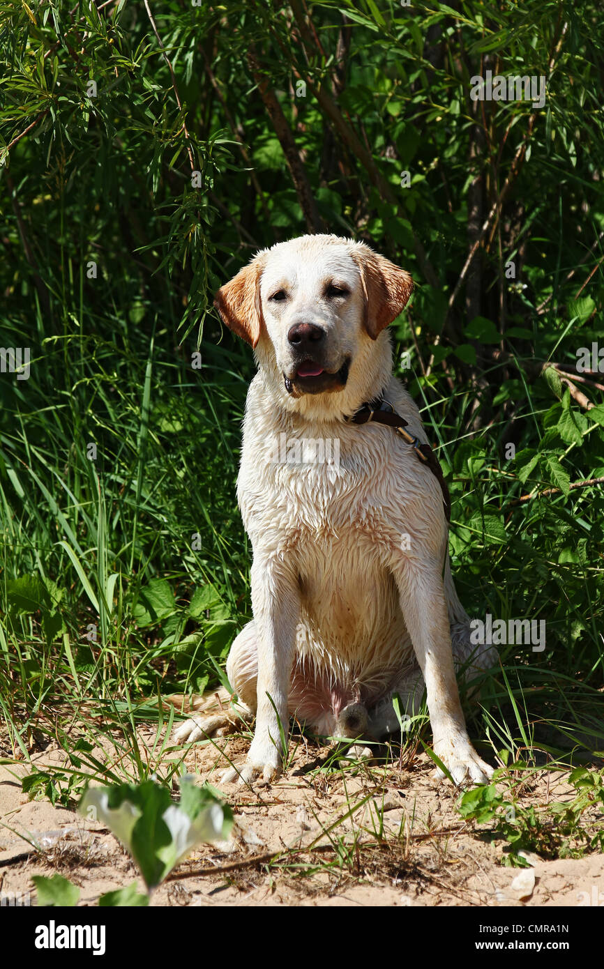 Portrait of wet labrador retriever after bathing in the river Stock ...
