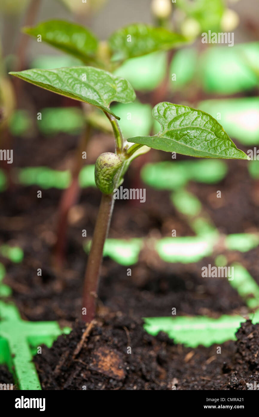 A french bean seedling a few days after germination Stock Photo - Alamy