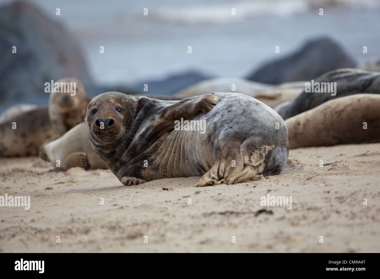 Seal scratching its head hi-res stock photography and images - Alamy
