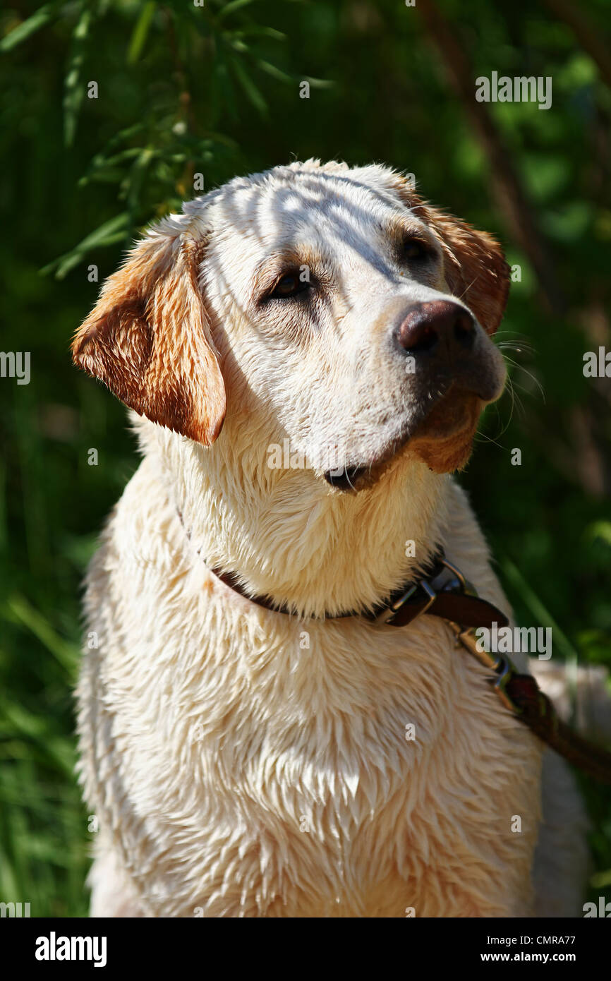 Bathing labrador puppy hi-res stock photography and images - Alamy