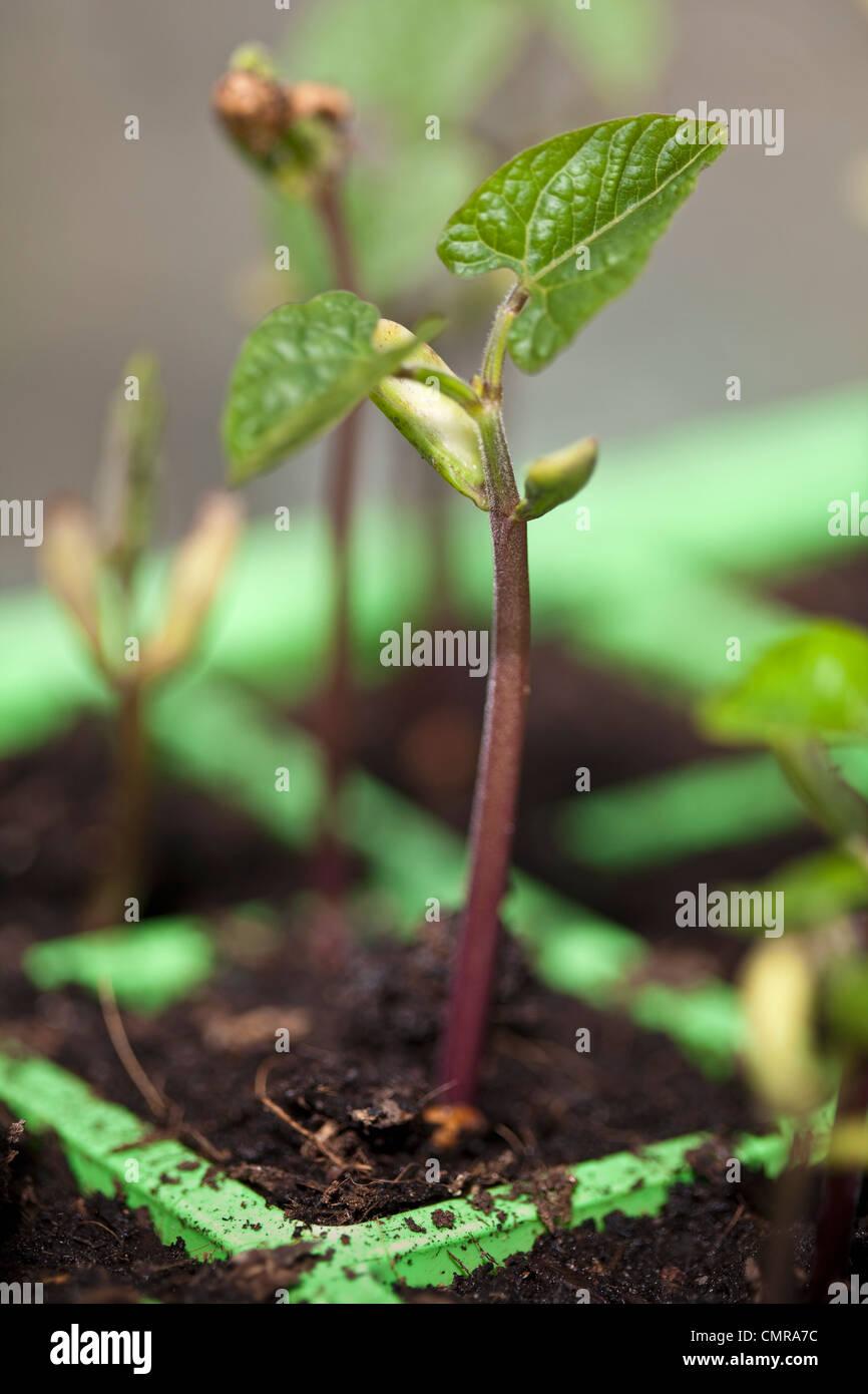 A french bean seedling a few days after germination Stock Photo - Alamy