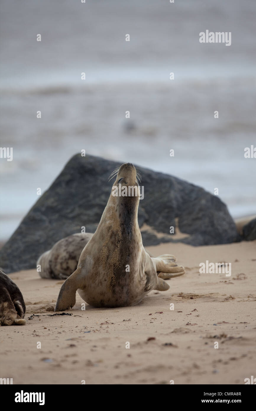 Back scratch hi-res stock photography and images - Alamy