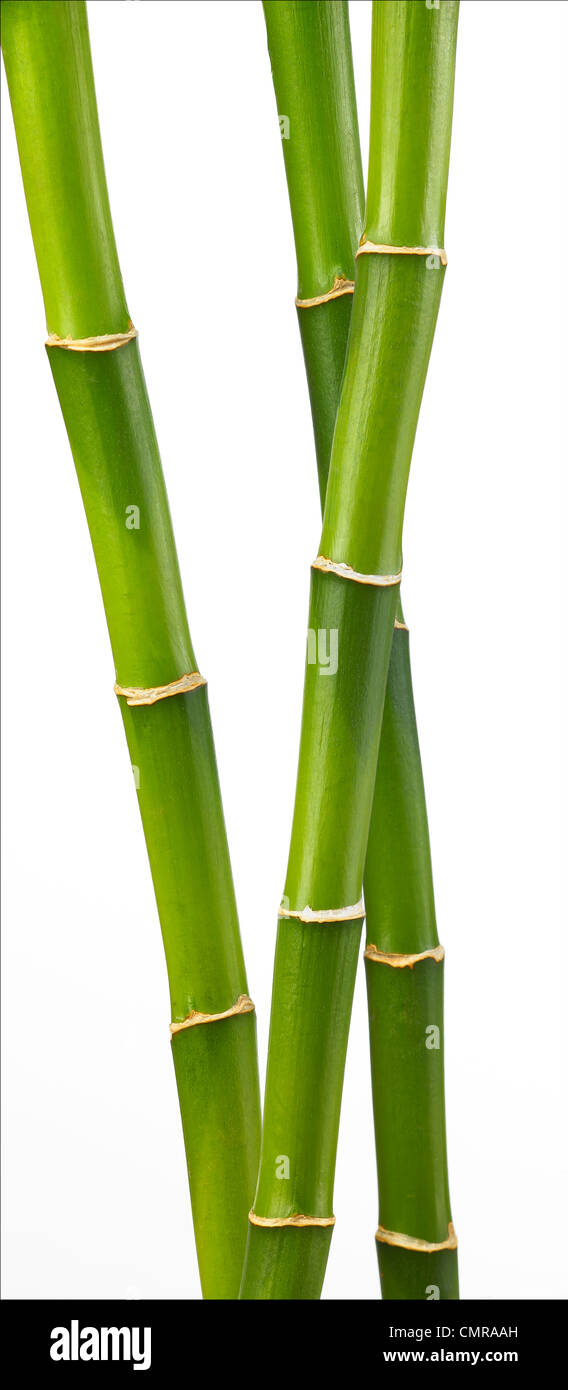 Close up, lucky bamboo on white background, panoramic vertical Stock ...