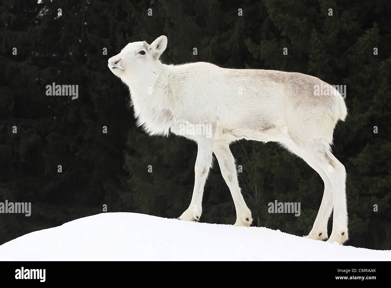 Baby Deer Snow High Resolution Stock Photography and Images - Alamy