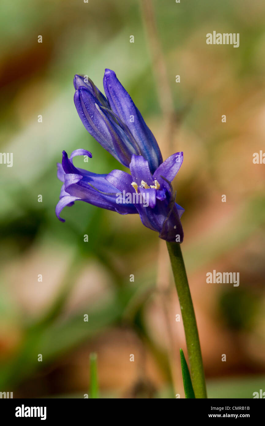 Hyacinthus non scripta hi-res stock photography and images - Alamy