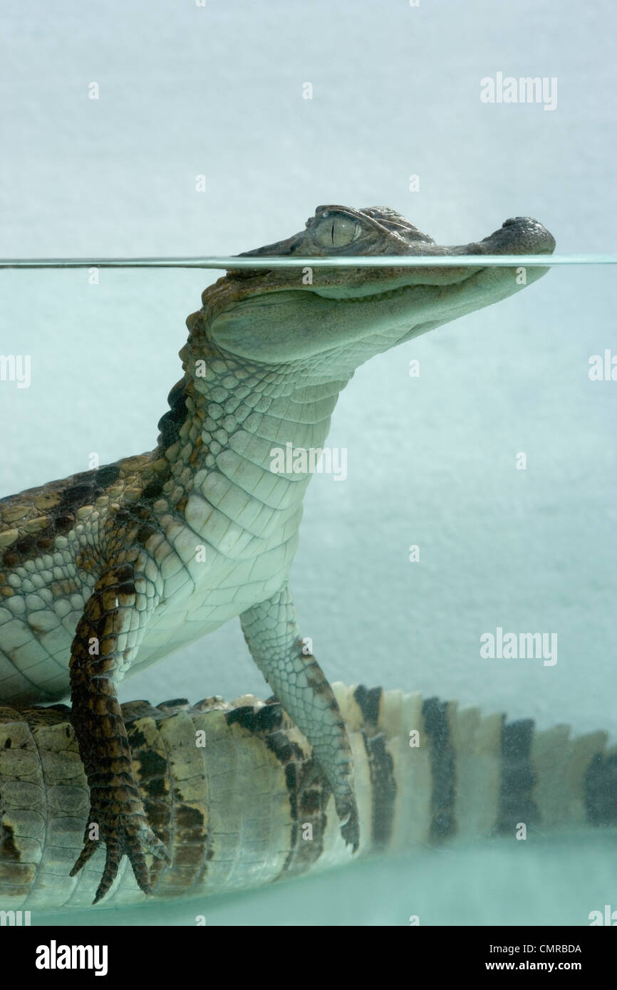 Spectacled Caiman (Caiman crocodilus). Head on waterline. Showing eyes ...