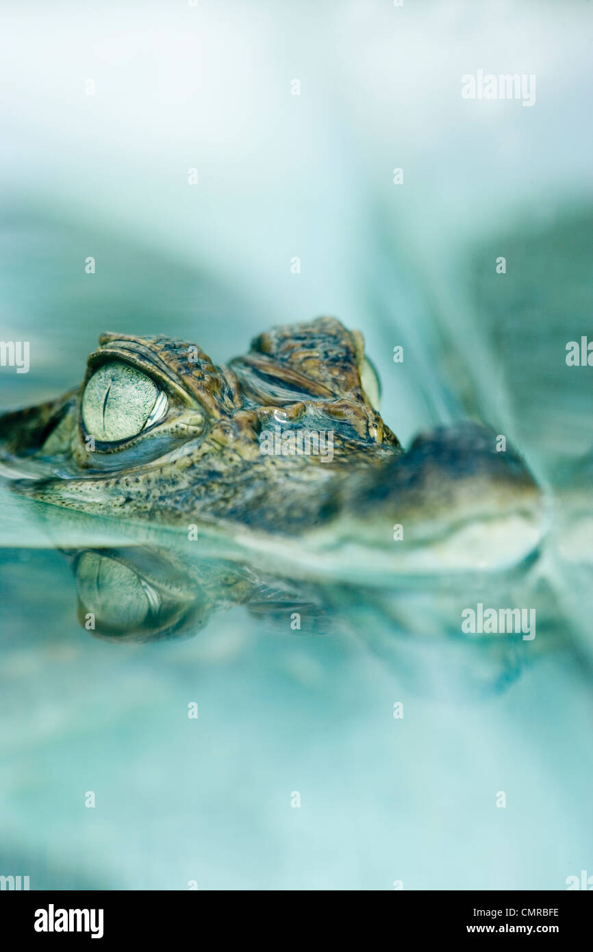 Spectacled Caiman (Caiman crocodilus). 'Spectacle bridge', giving the ...