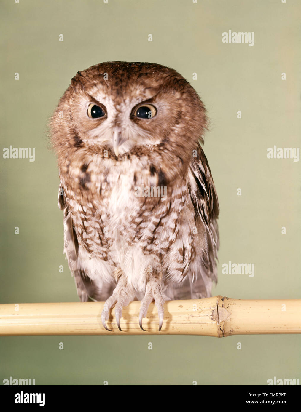 1960s SCREECH OWL Strigidae Megascops SITTING ON PERCH PHILADELPHIA ZOO ...
