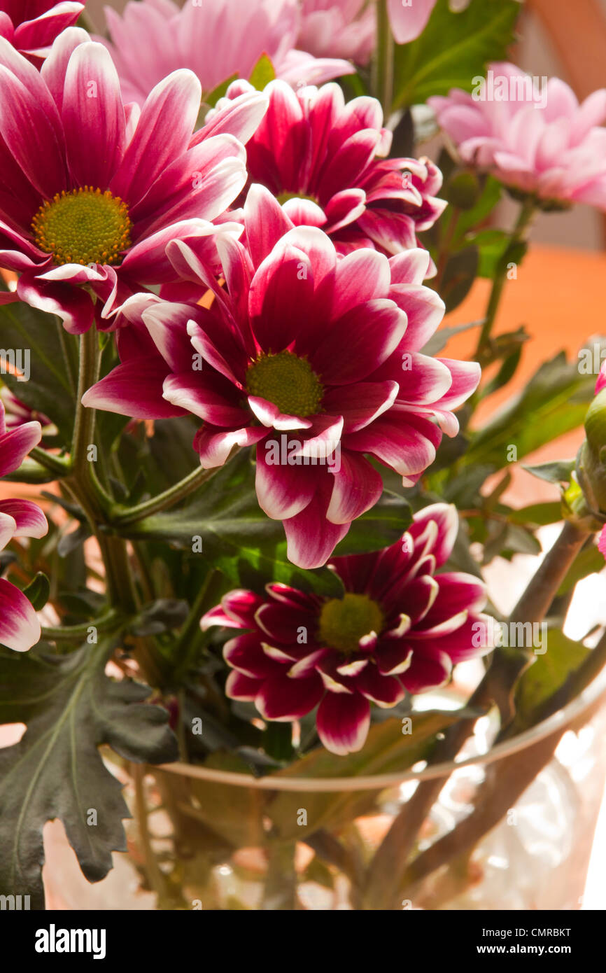 chrysanthemum cut flowers in crystal vase Stock Photo - Alamy