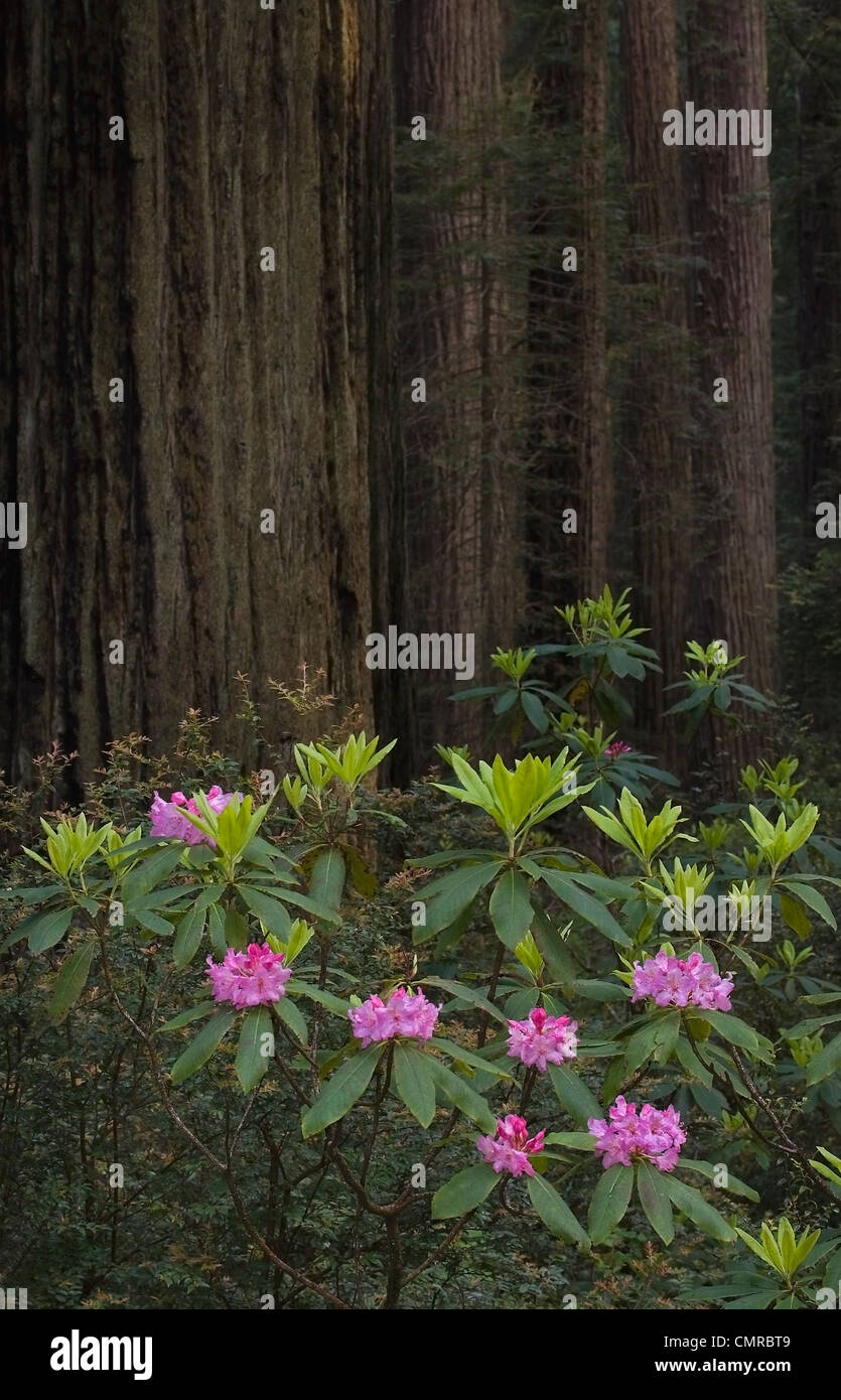 Colorful Rhododendrons contrast with the dark trunks of the Redwood ...